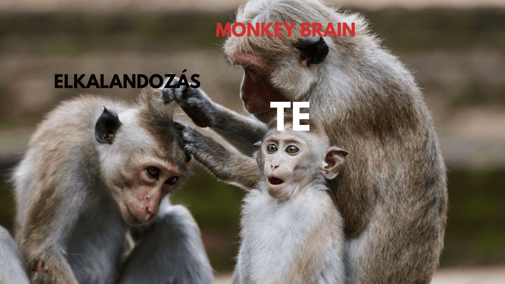 Amikor a majom vezeti a céget: a „monkey brain”-től a modern vezetésig ...